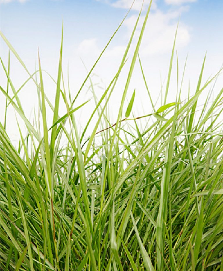 Urochloa Humidicola CV. Llanero - 5 Kg.- Bolsa - ORSESA